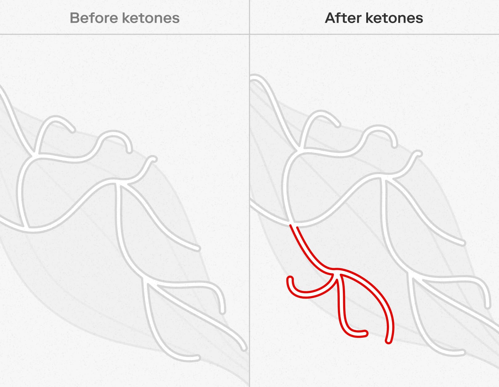 The Science of Ketones – Ketone-IQ®